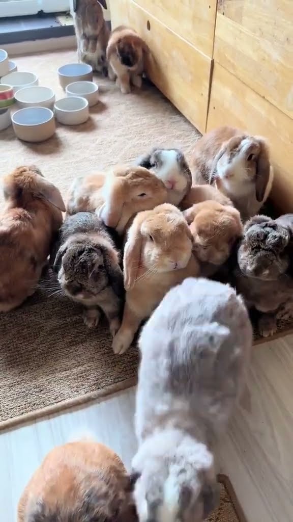 SO MANY RABBITS - YouTube