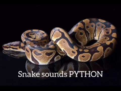 Snake sounds PYTHON