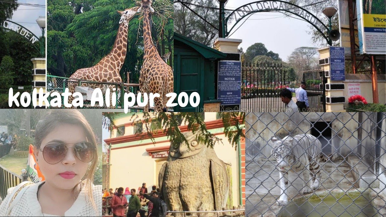 Kolkata Ali pore zoo|famous tourist places in kolkata|full tour of ...