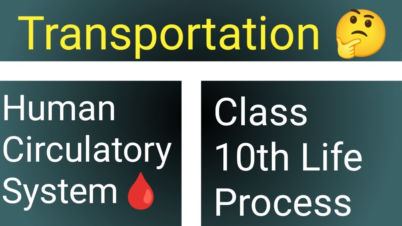 Human circulatory system class 10th|||| Transportation - YouTube