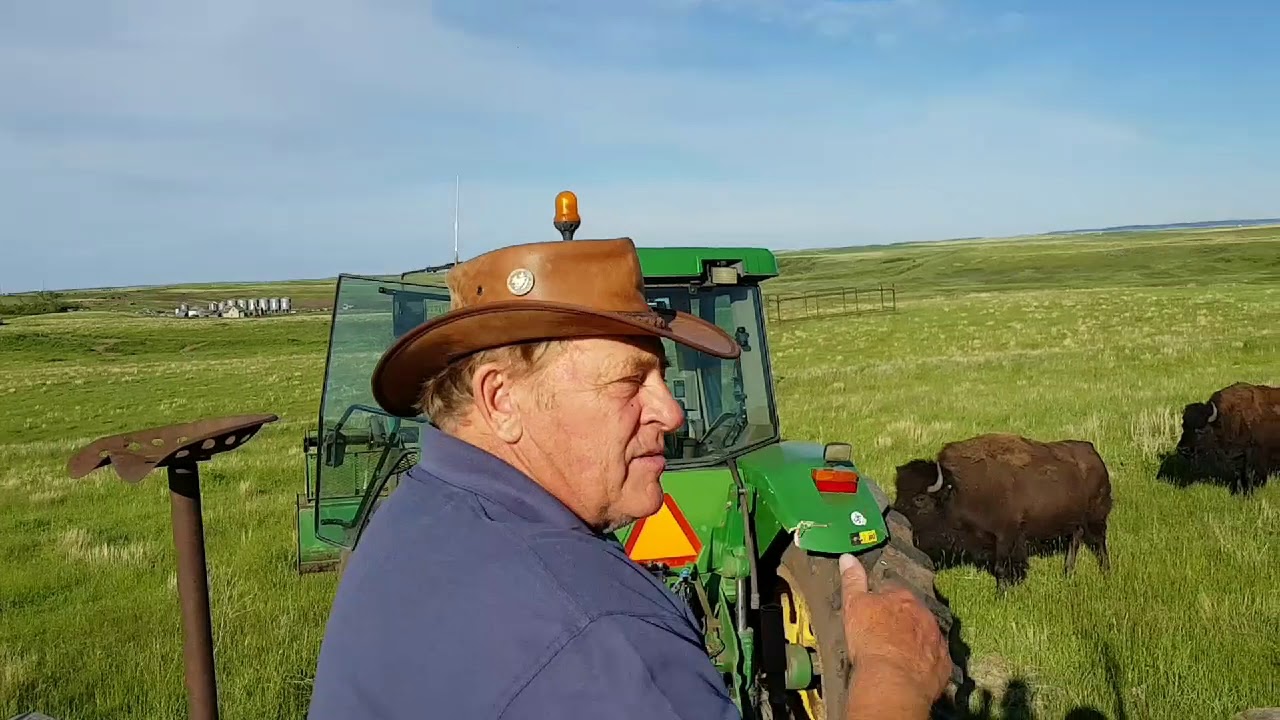 Bison Tour - Morrin Corner Bison tour in Alberta, Canada. - YouTube