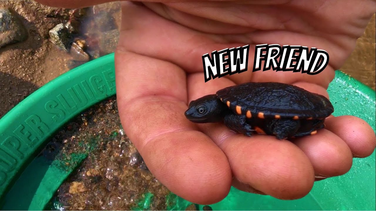 I FOUND A CHILL TURTLE! Gold Digging after MASSIVE FLOODS in Australia ...