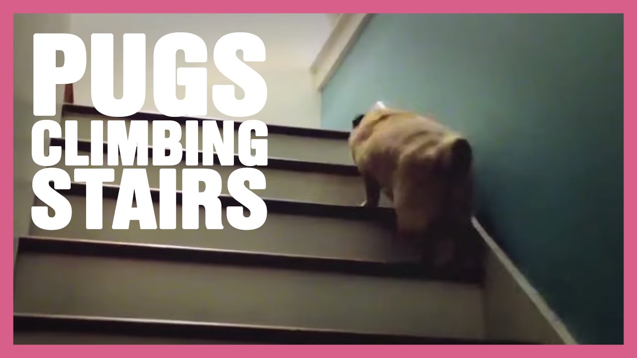 JUMP JUMP - PUG CLIMBING STAIRS EDITION - YouTube