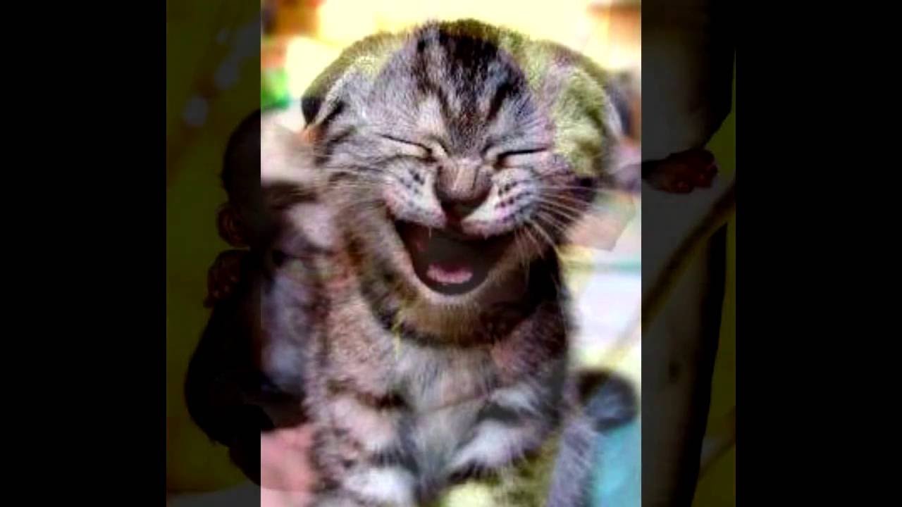 CHISTES CHAPINES Velorio recopilación - YouTube