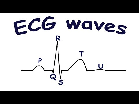 ECG waves