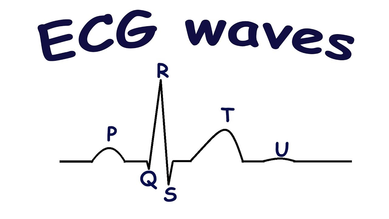 ECG waves - YouTube