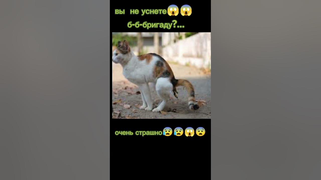 б б бригаду😰😰 мем в р е к и в р е к о м е н д а ц и и Youtube