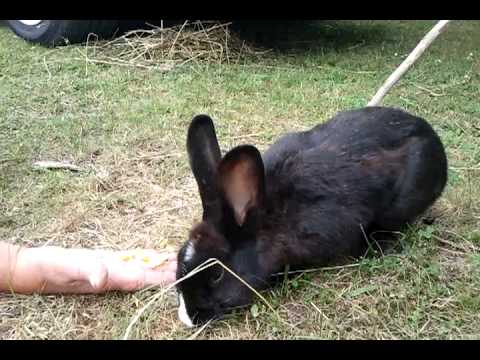 Zeka Peka 8 - YouTube