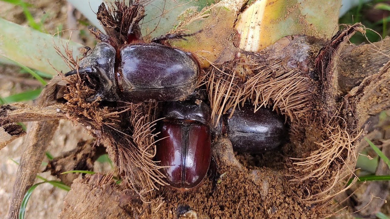 Torito en Agave🪲🪲🪲🪲 - YouTube