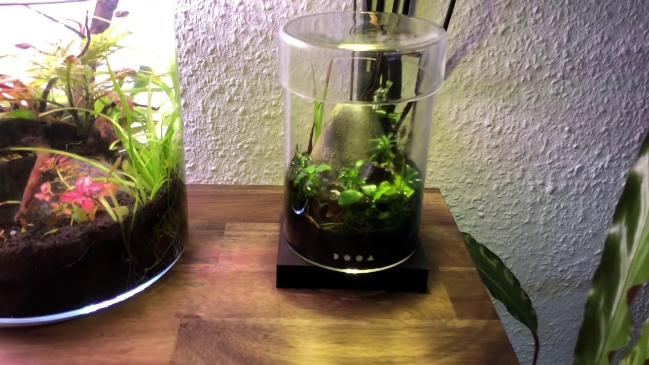 DOOA Glass Pot Maru „Jurassic Egg Build“ - YouTube