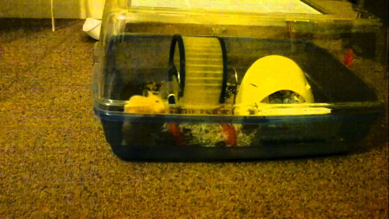 Worlds Strongest Hamster - Cage Escape Part 1 - YouTube