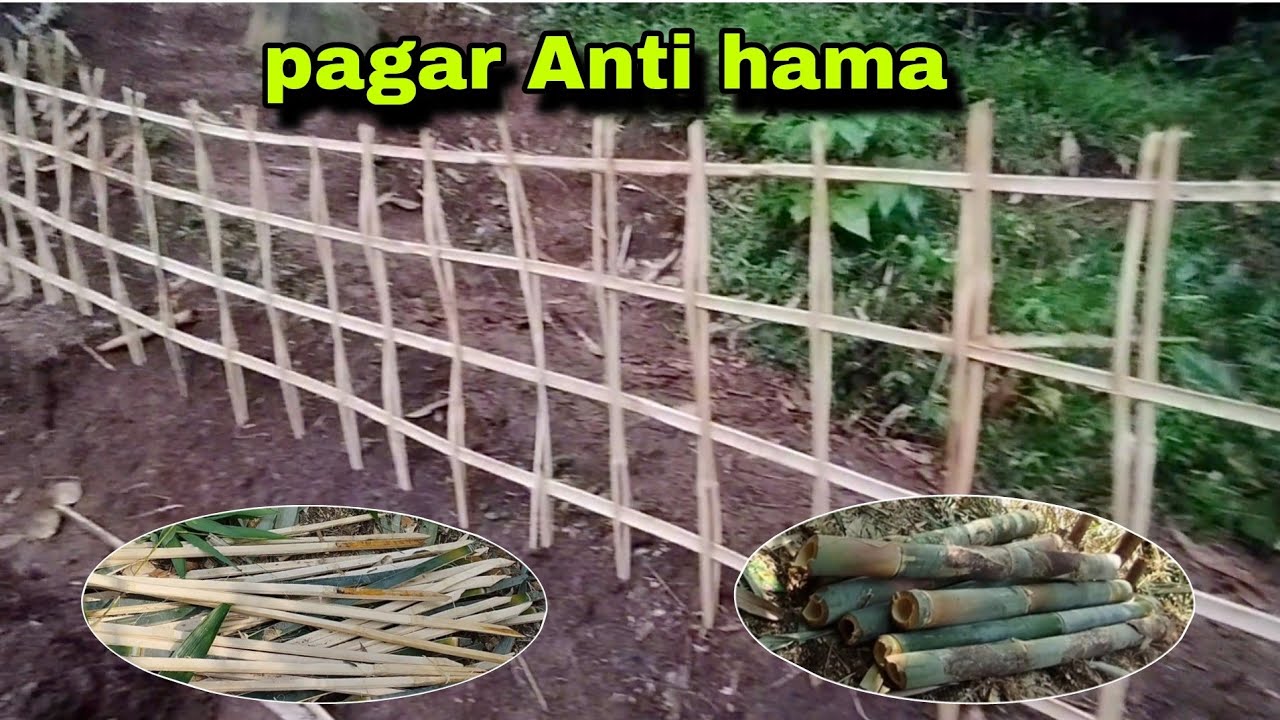 Pagar Kebun Jadul Anti Hama..!!! Terbuat Dari Bambu - YouTube