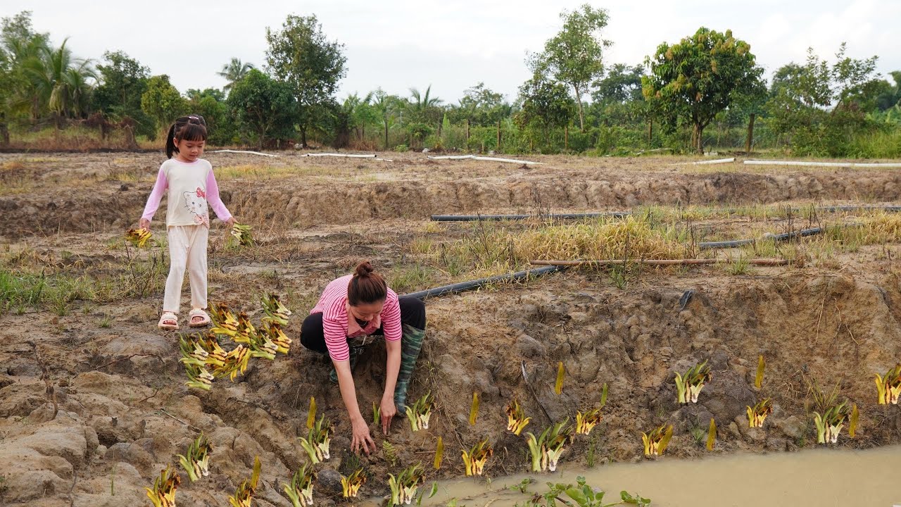 Planting Taro Shoots, Growing Corn, and White Eggplant. Living with ...