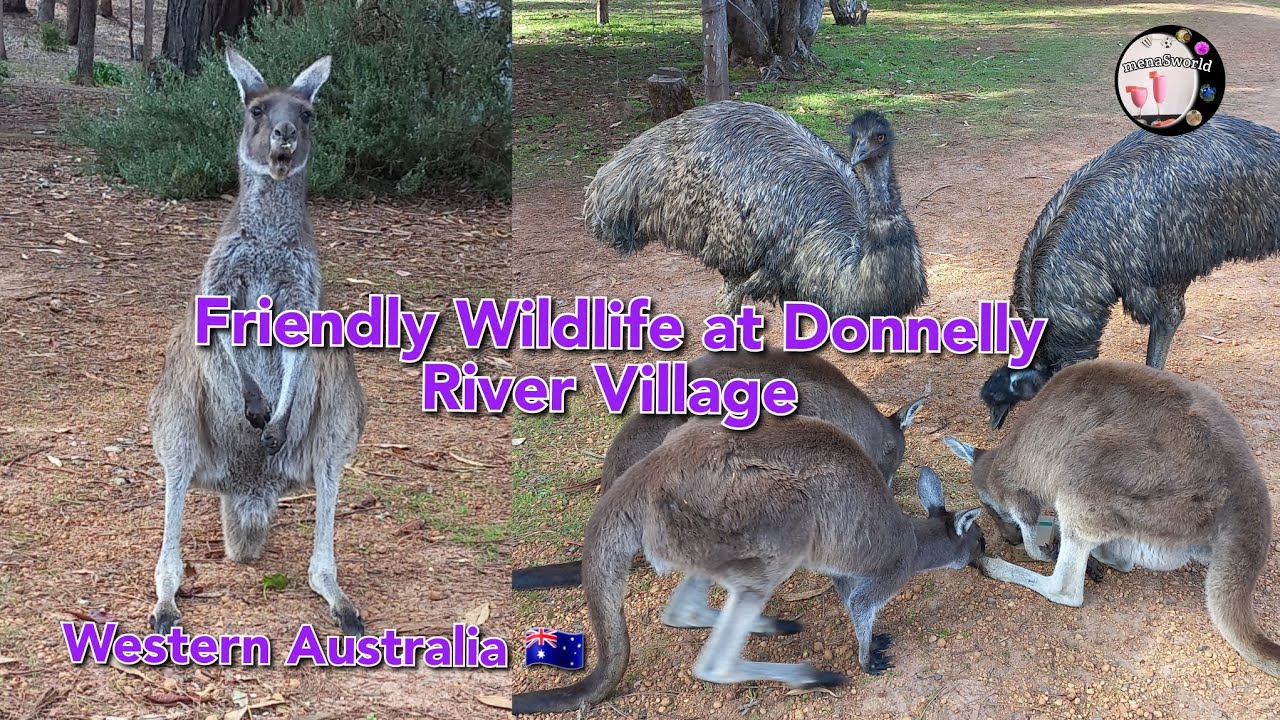 Donnelly River Village Western Australia 🇦🇺 🦘kangaroos and emus /travel ...