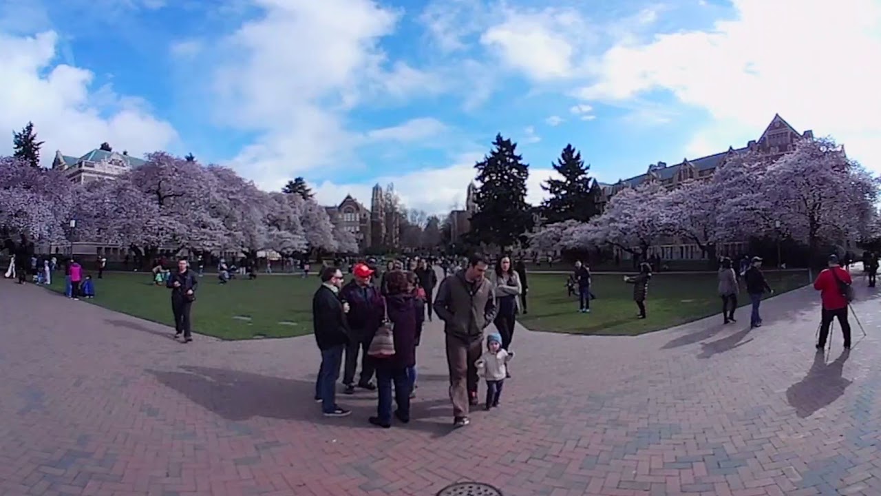 UW Cherry Blossoms Sakura 櫻花樹下 360VR - YouTube