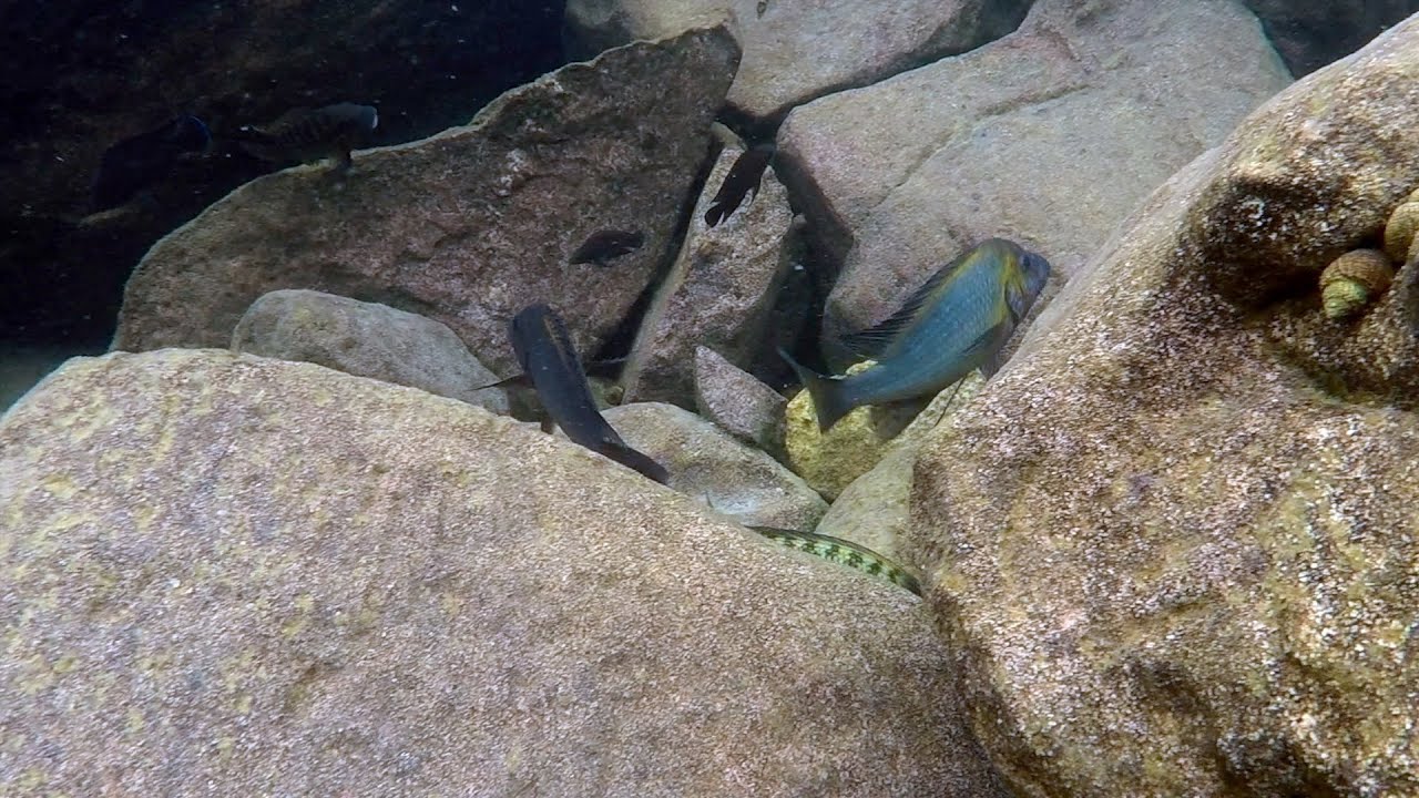 Swimming With Cichlids - Petrochromis polyodon samazi - YouTube