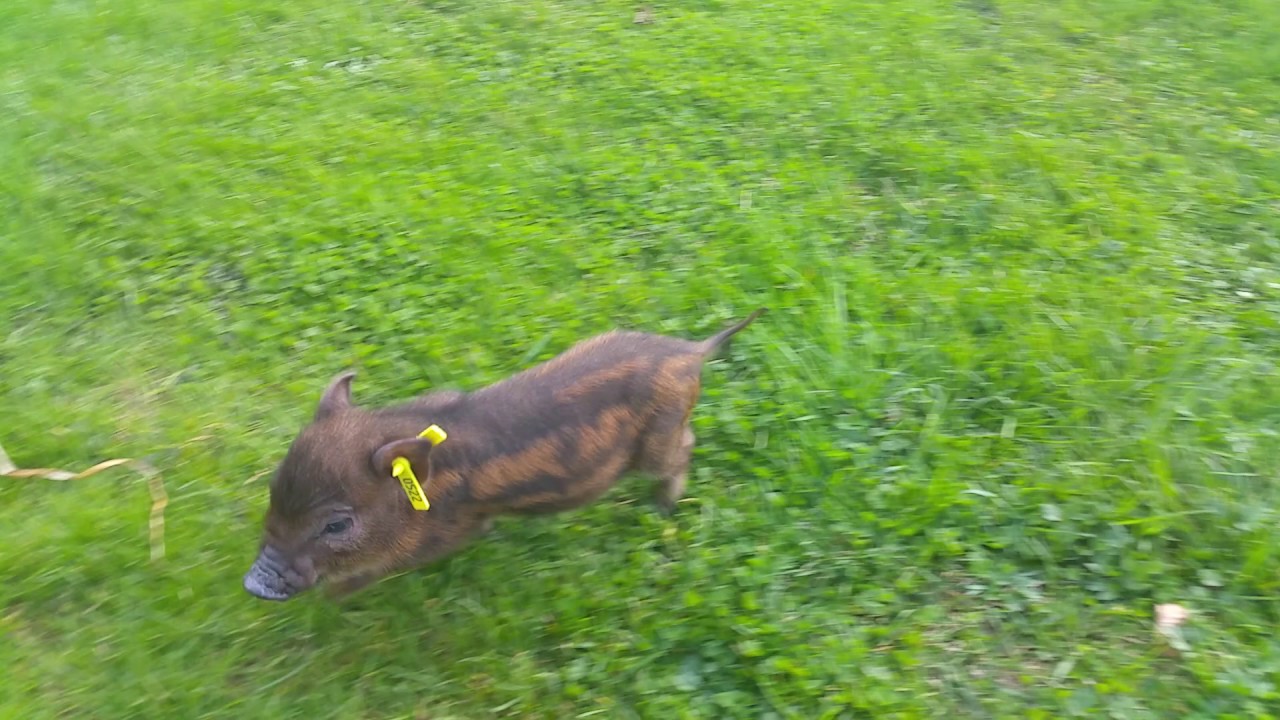 Microschwein Emil oder Minischwein ? Minisau? - YouTube