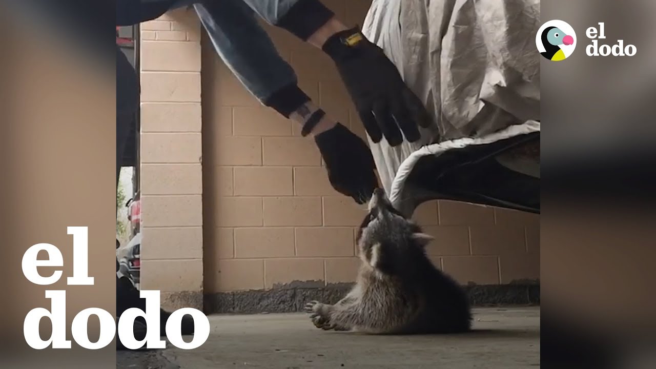 Hombre rescata a un mapache que se estaba ahorcando - YouTube