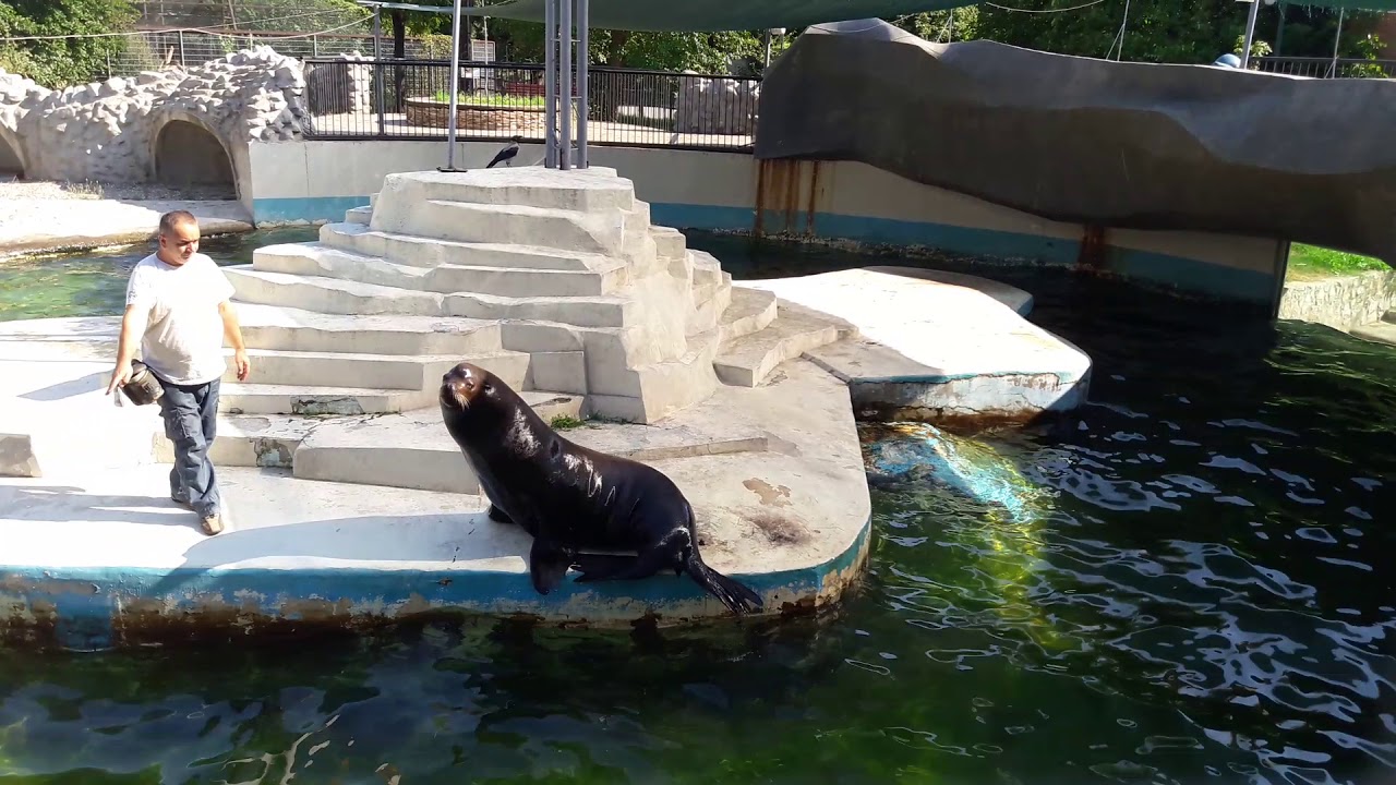 Khan sea lion zoo Skopje Macedonia - Кан морски лав зоолошка Скопје ...