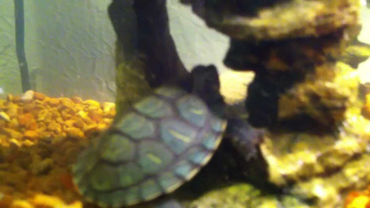 Red Eared Slider Turtle-Tank Setup - YouTube