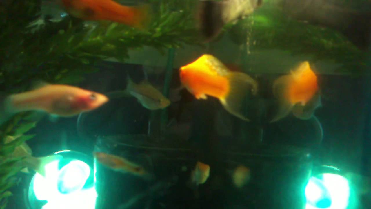 Pez molly cola de lira copulando - YouTube