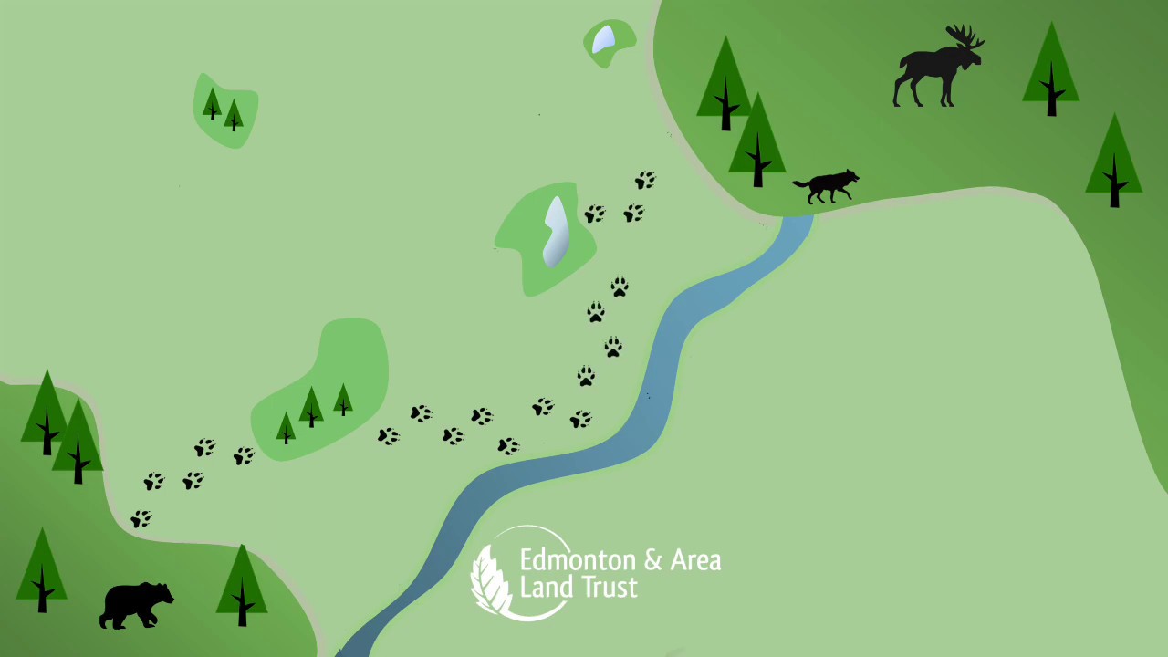 Conservation in a Fragmented Landscape - YouTube