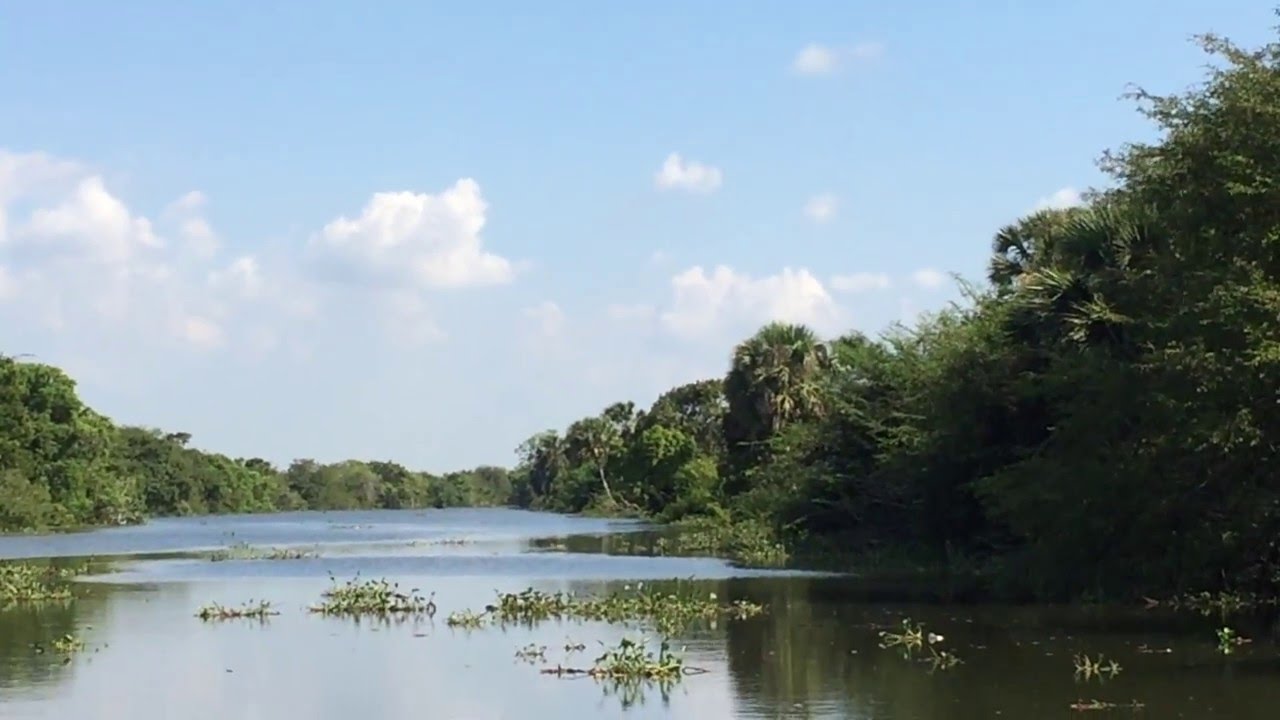 Pantanos de Centla, Frontera Tabasco 7 Mayo 2016 - YouTube