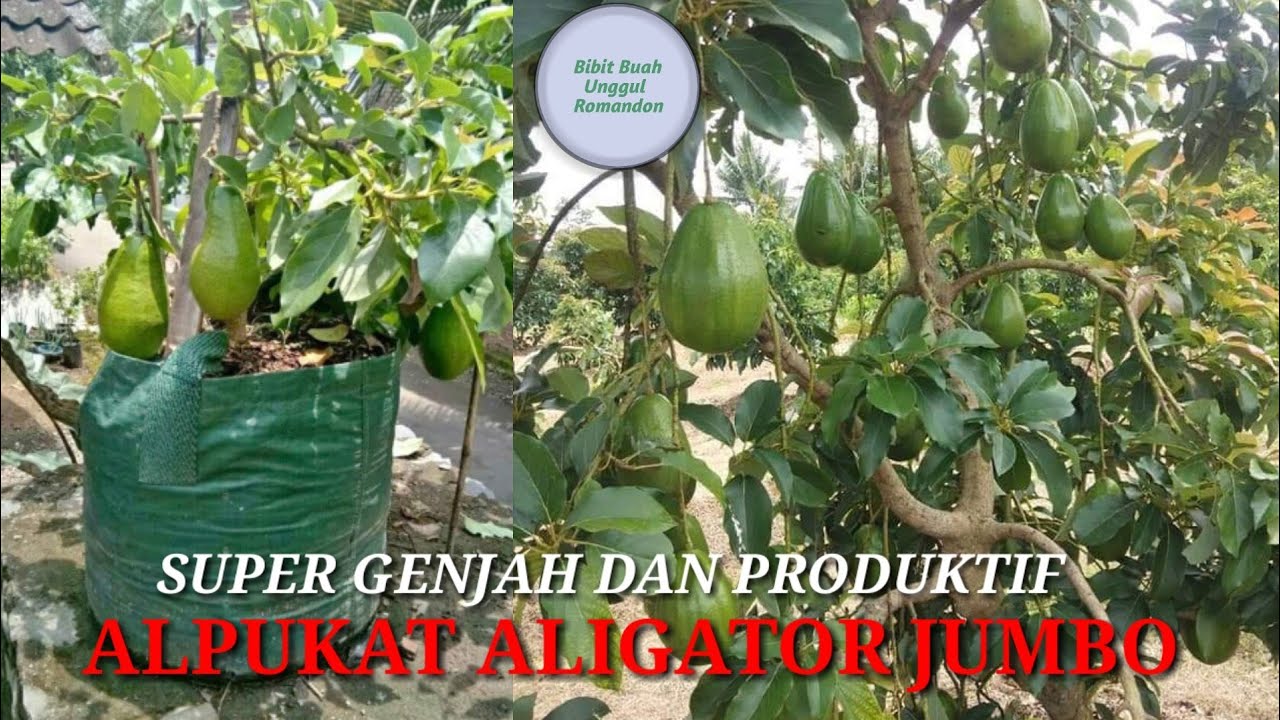 Alpukat aligator jumbo,super genjah dan produktivitas tinggi - YouTube