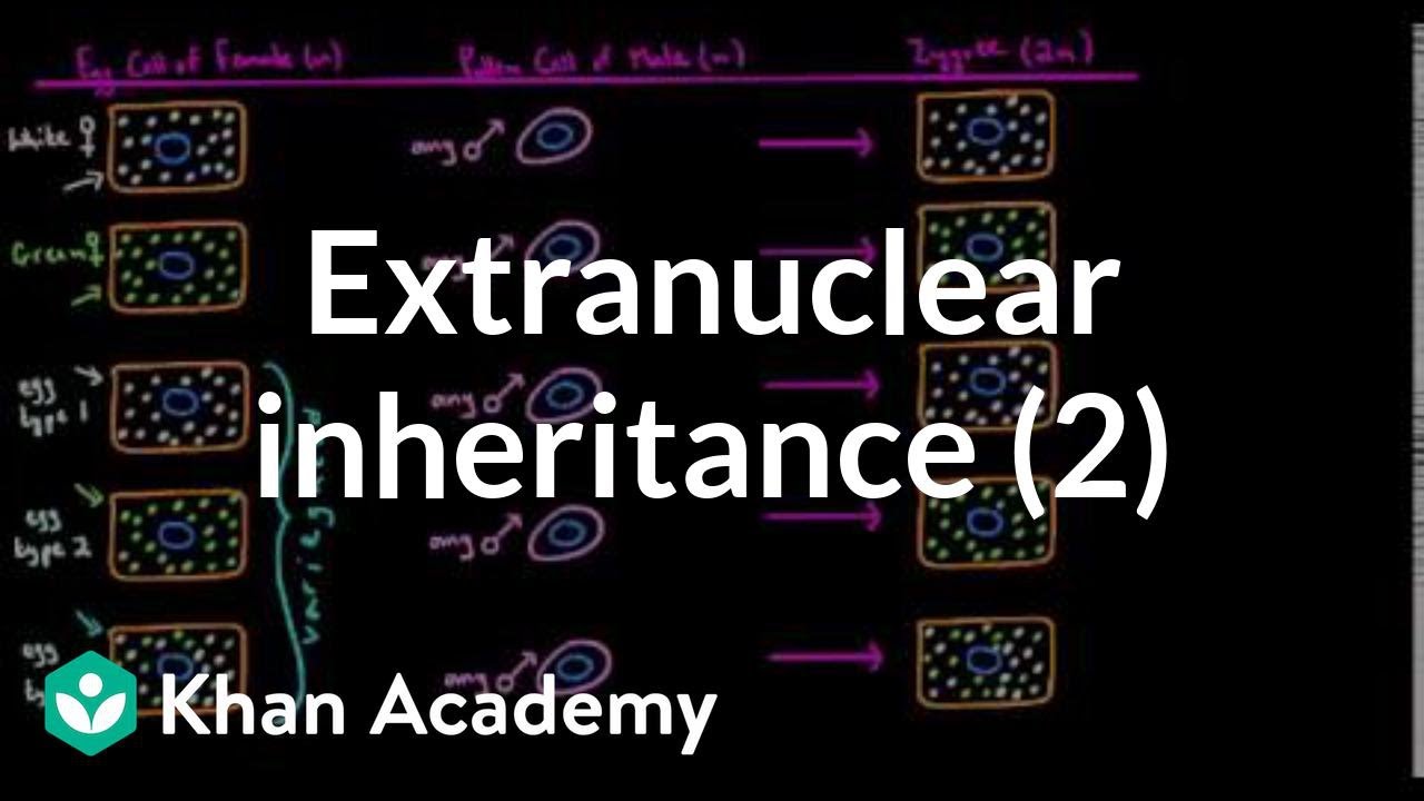 Extranuclear Inheritance 2 Biomolecules Mcat Khan Academy Youtube