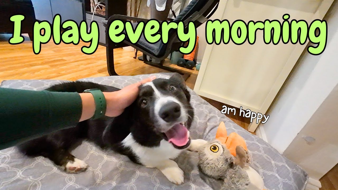 Play with Cardigan Welsh Corgi in the morning: a routine now | Totle ...