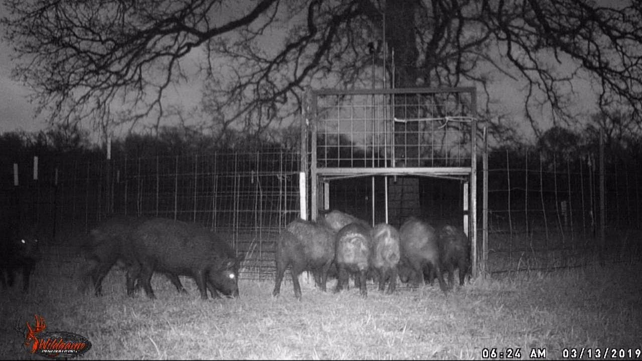 Hog Trapping Tips - YouTube