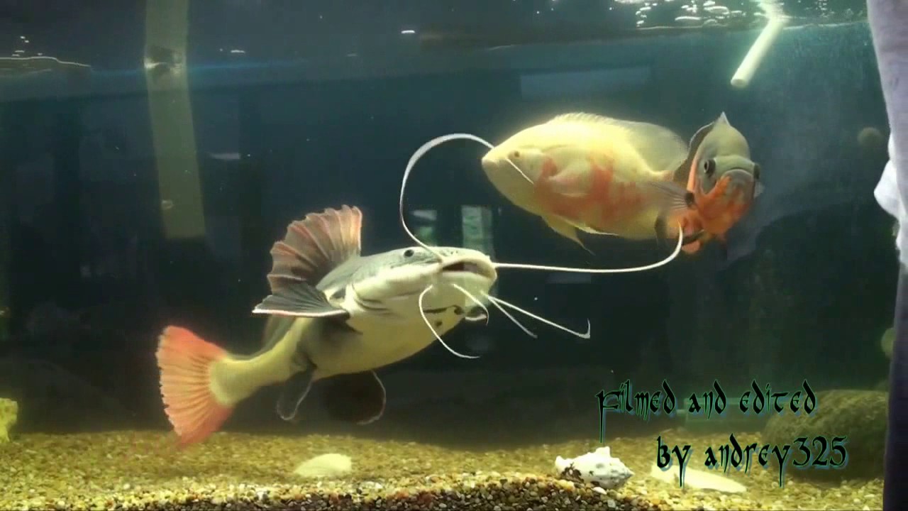 Feeding my 20 Red Tail catfish - YouTube