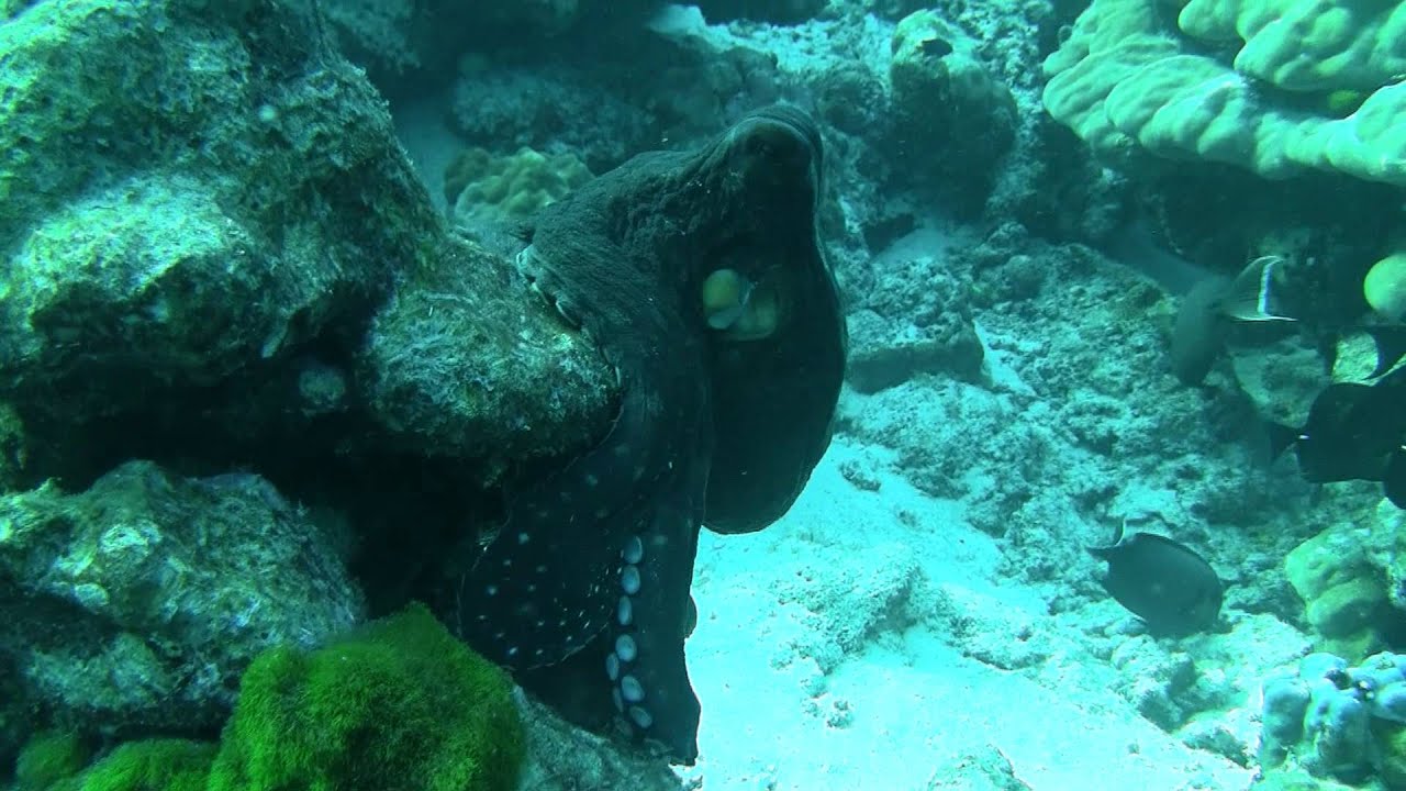 Hiding Octopus - YouTube