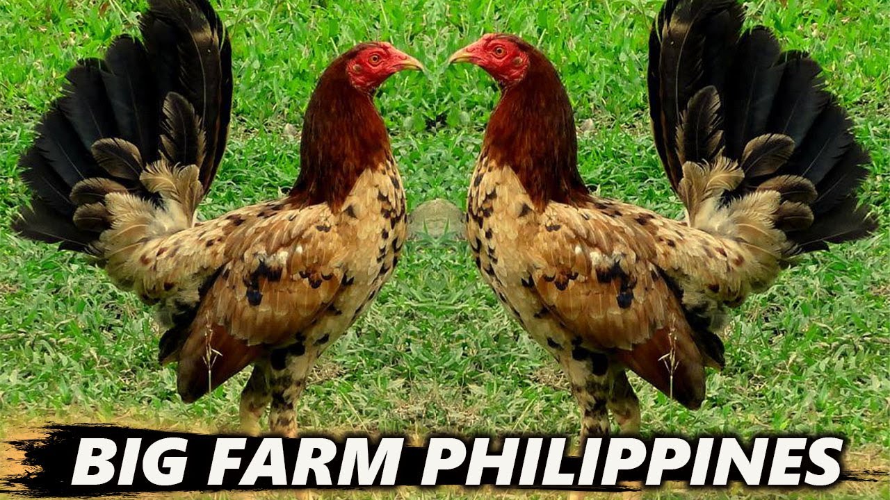 Best Farm Philippines WDA-DDA FARM - YouTube