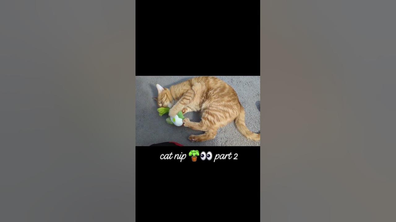on that catnip PART 2 #catvideos #orangecat #silly #orangecatbehavior #pets - YouTube