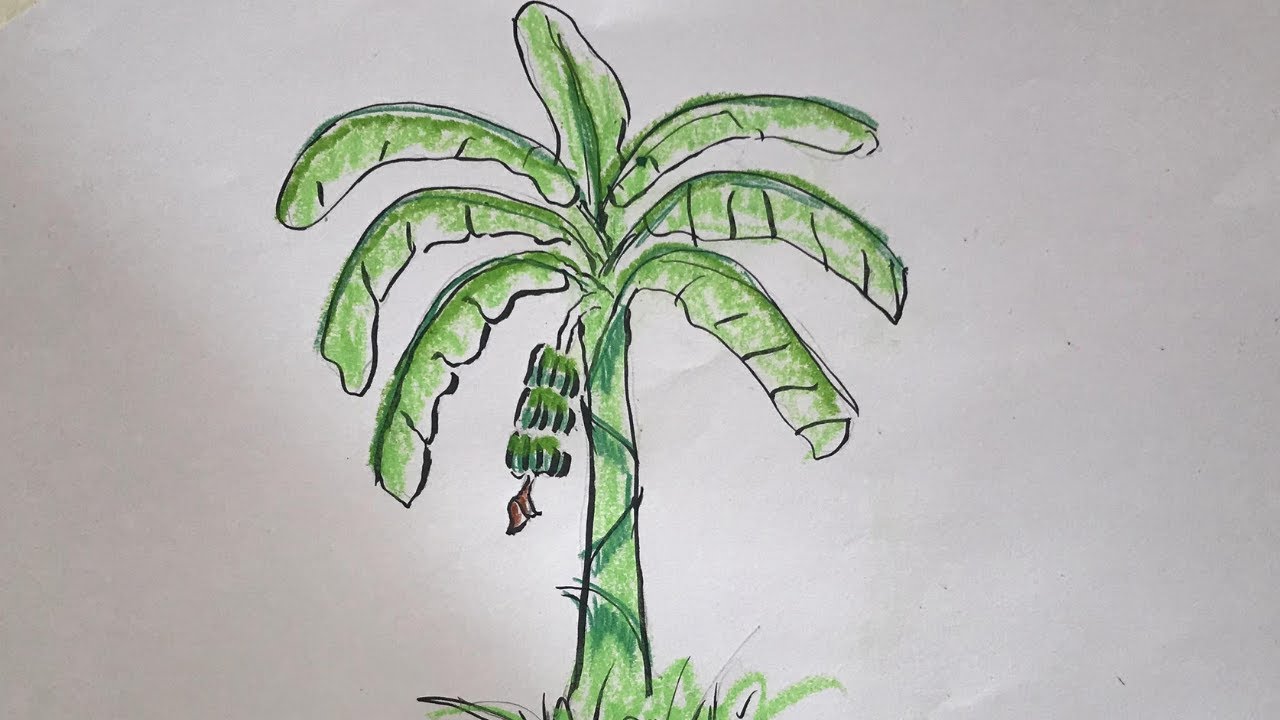 How to draw banana tree very easily - YouTube