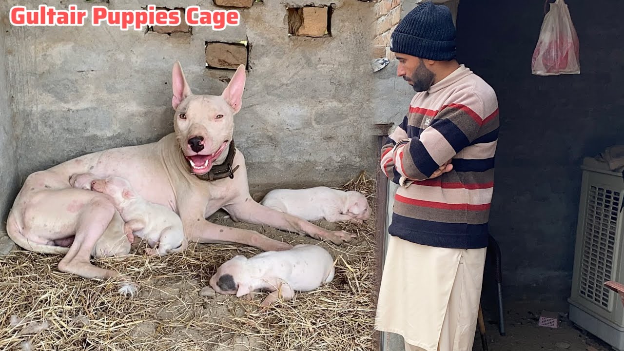 Gultair Puppies ka Cage thk Hai ya nai? Kohati Gultair Puppies 🐶 Pets ...