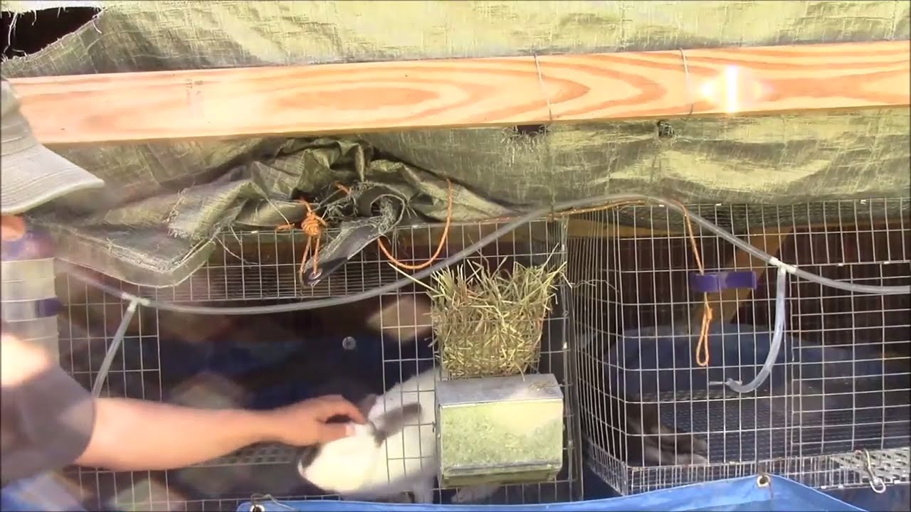 SR Rabbit Update 9-20-16: Breeding Reluctant Does and Cage Set up - YouTube