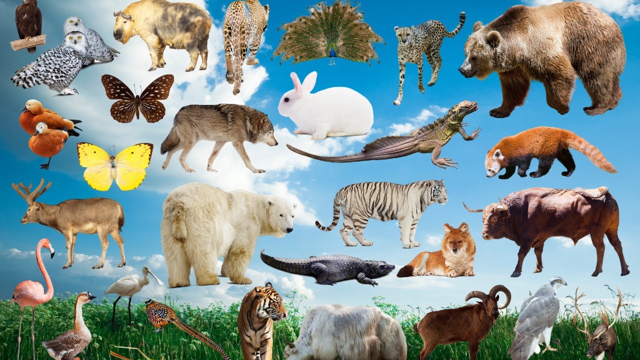 Relaxing Animals Sounds and Voices of Cat, Monkey, Dog, Pig, Sheep ...