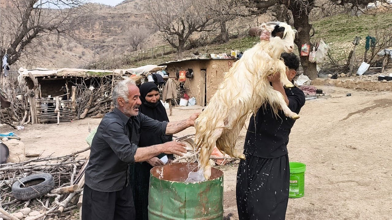 Nomadic life in the mountains: washing goats and removing ticks and ...