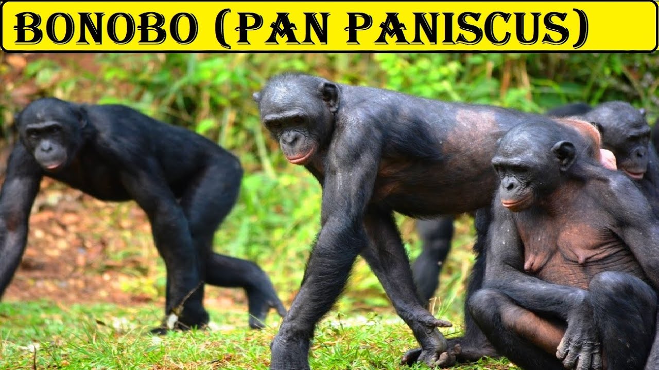 Bonobo | Animal histrology - YouTube