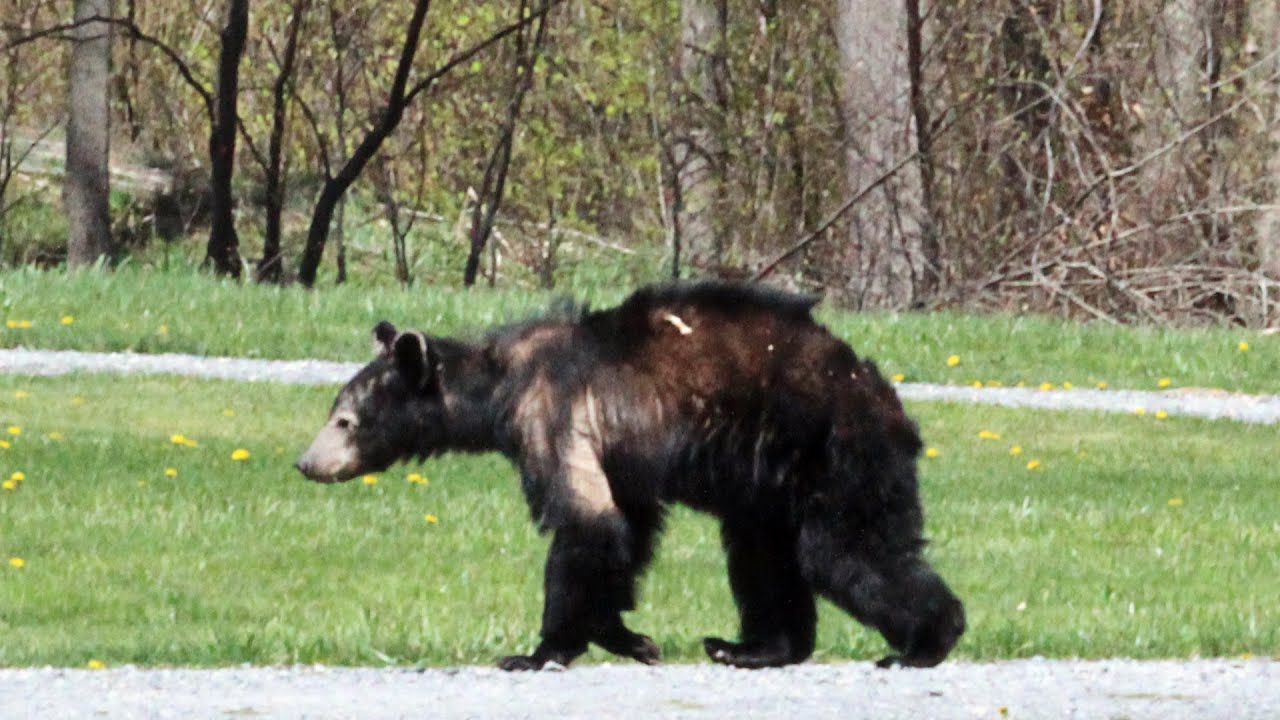 Mohawk Moe the Mangey Bear - YouTube