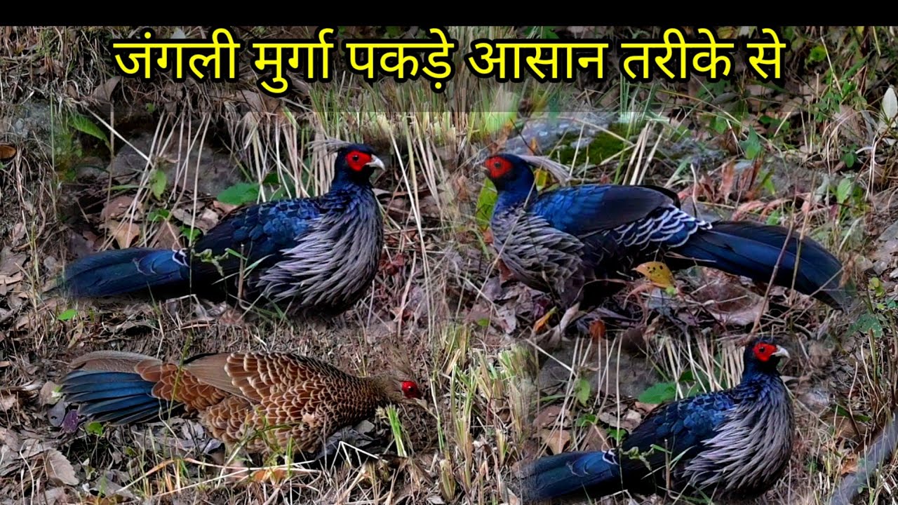 जंगली मुर्गा पकड़ने का सबसे आसान तरीका 🐓🐓 ll jungli murga kaise pakdain ...