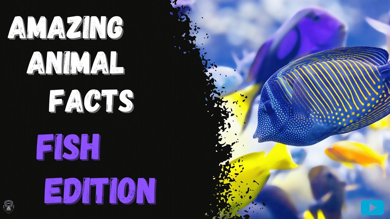 Amazing Animal Facts - Fish Edition - YouTube
