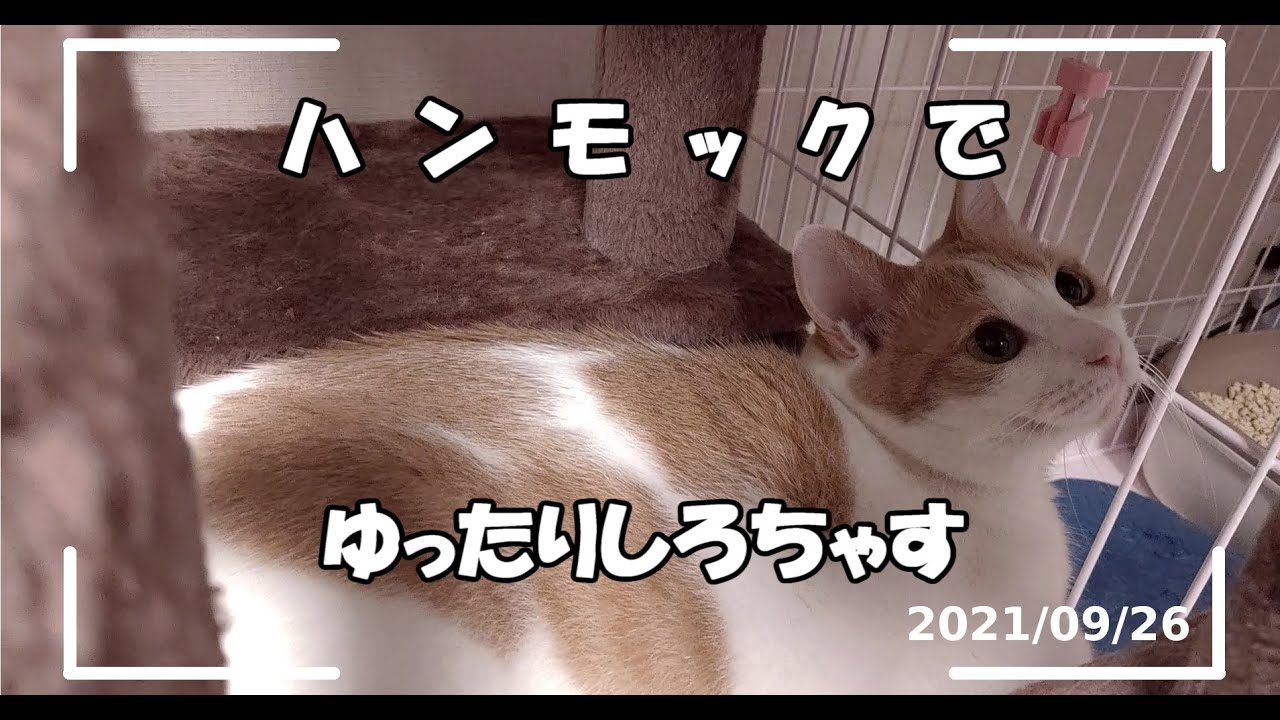 きょうのしろちゃすーToday's SHIRO-CHASU Cat's Life 2021/09/26 - YouTube