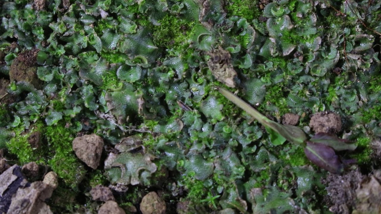 Musgo Hepático - YouTube
