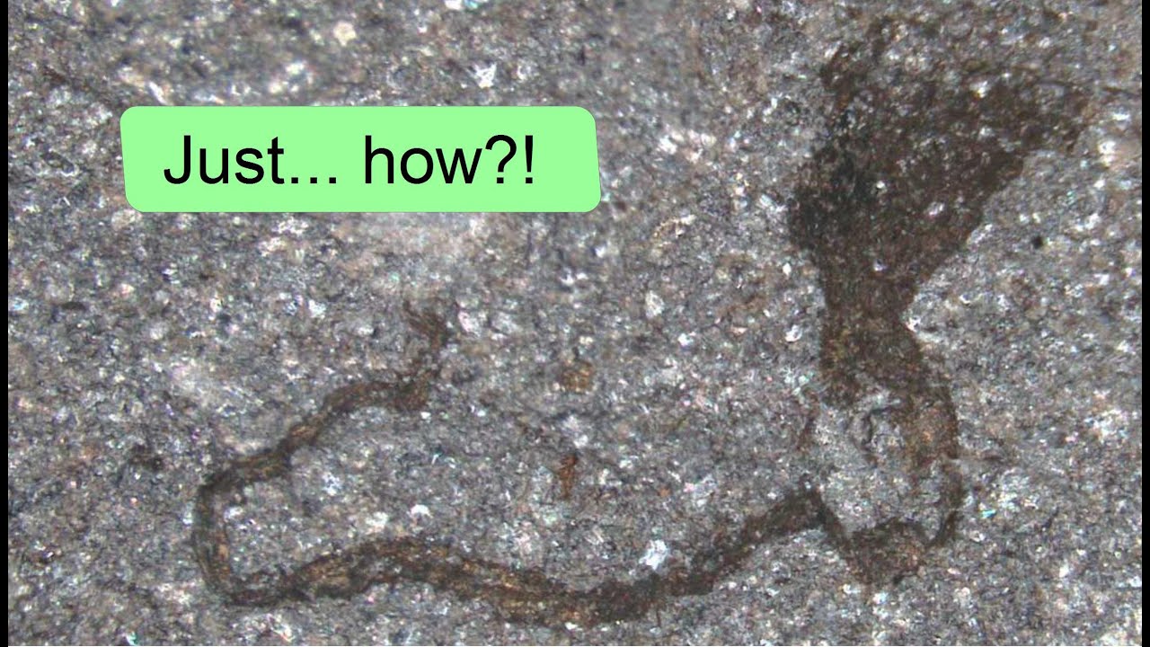 An almost-impossible fossil - YouTube