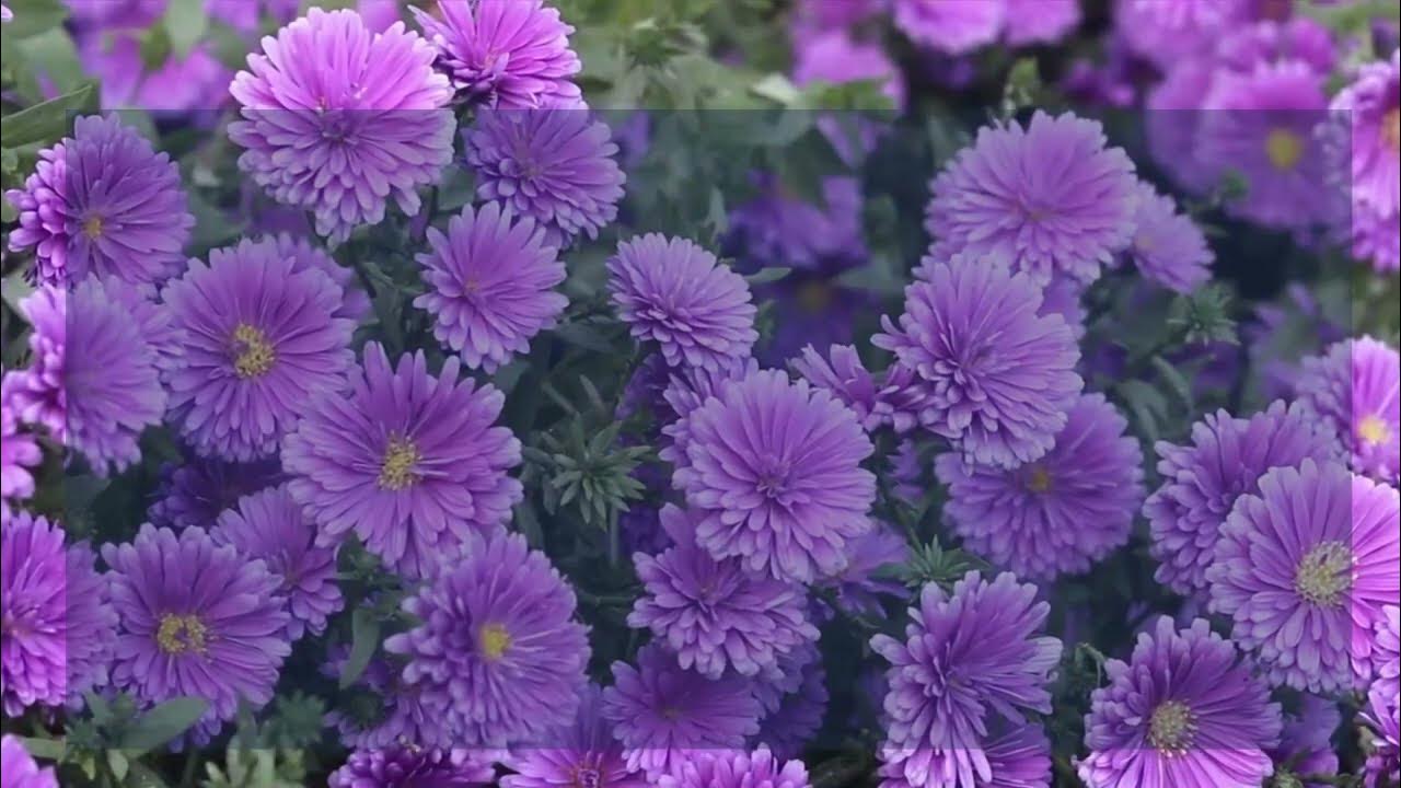 Purple flowers names and pictures - YouTube