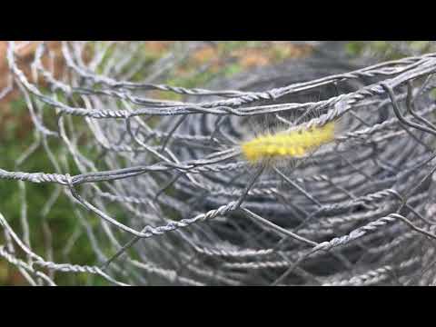 Are American Dagger Moths Deadly