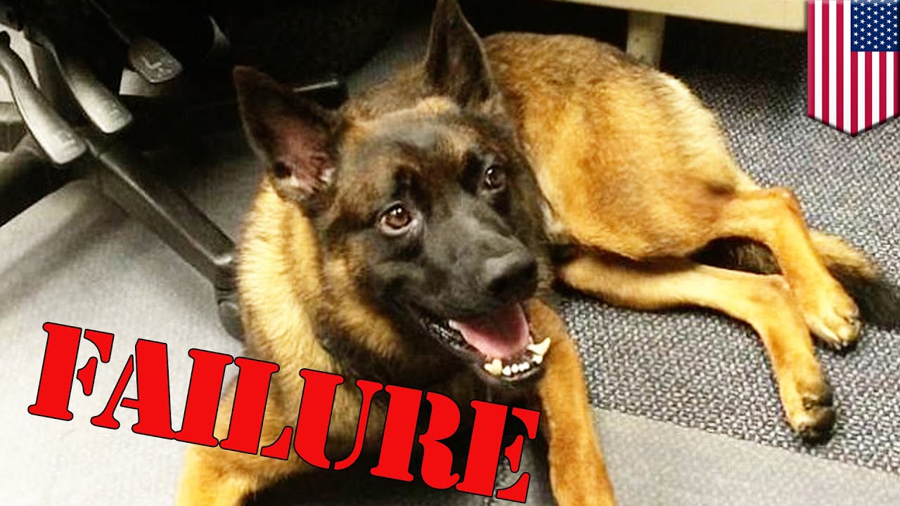 Duwag na K9 police dog, pinatalsik mula sa police dog academy! - YouTube